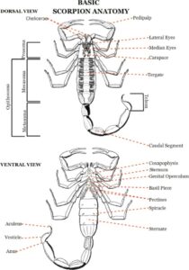 Scorpions 101: [Anatomy, Caresheet, Diet and More] - The Scorpion Hobby