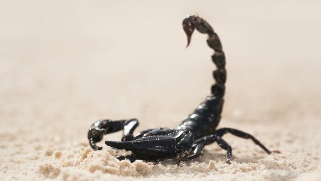 How To Draw A Scorpion In 5-Easy Steps - The Scorpion Hobby
