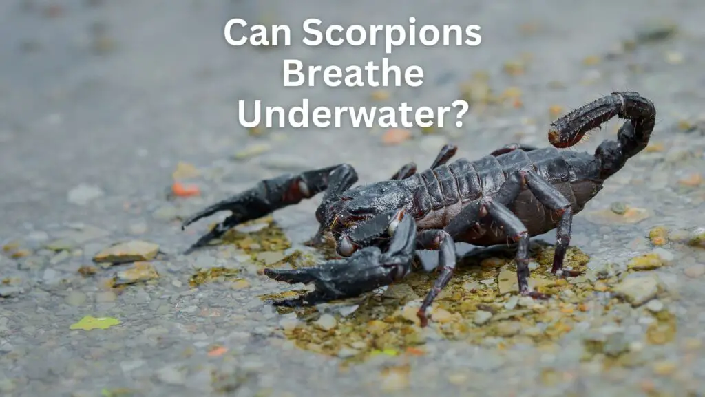 20 Interesting Facts About Scorpions - The Scorpion Hobby