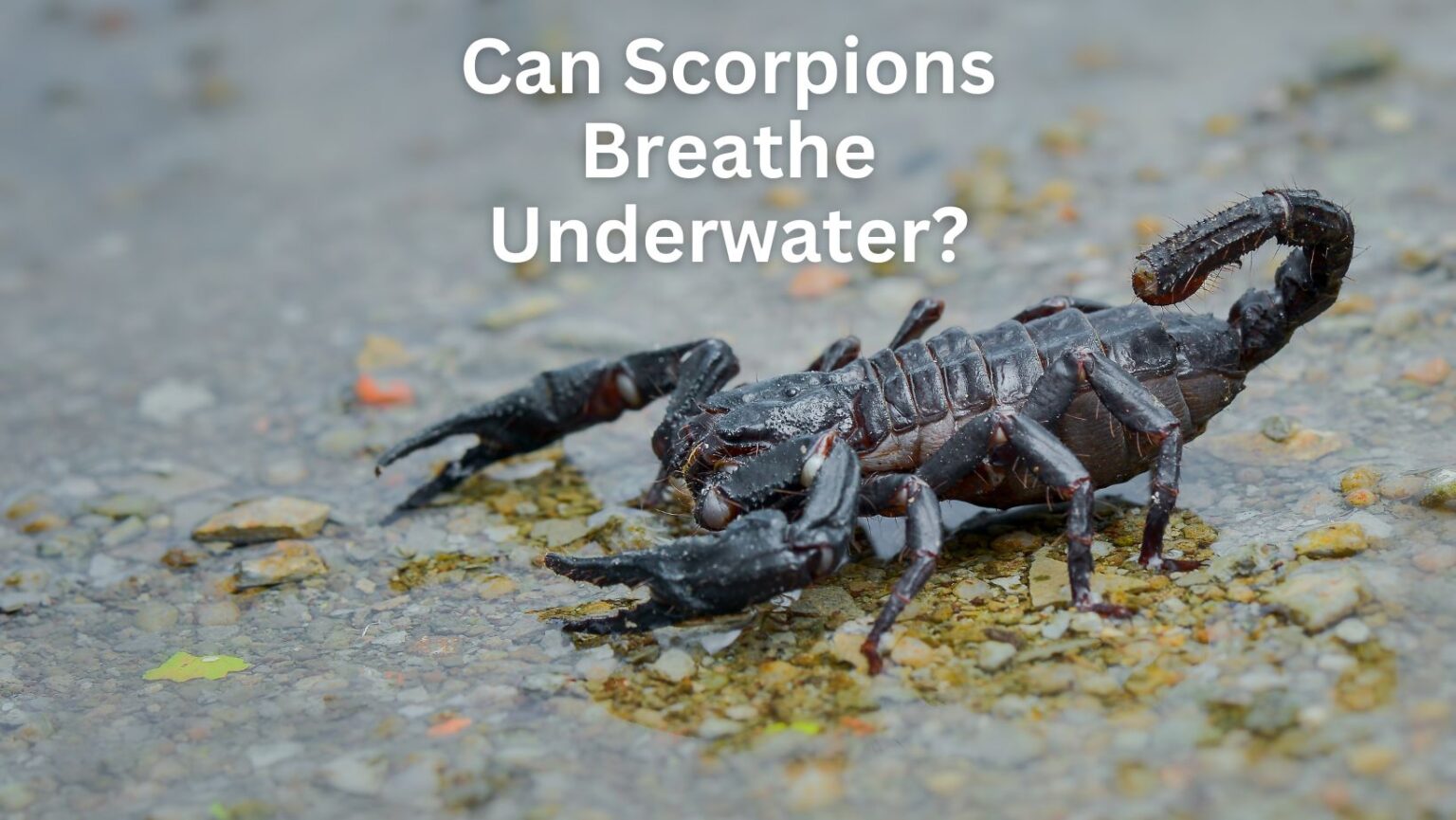 20 Interesting Facts About Scorpions - The Scorpion Hobby
