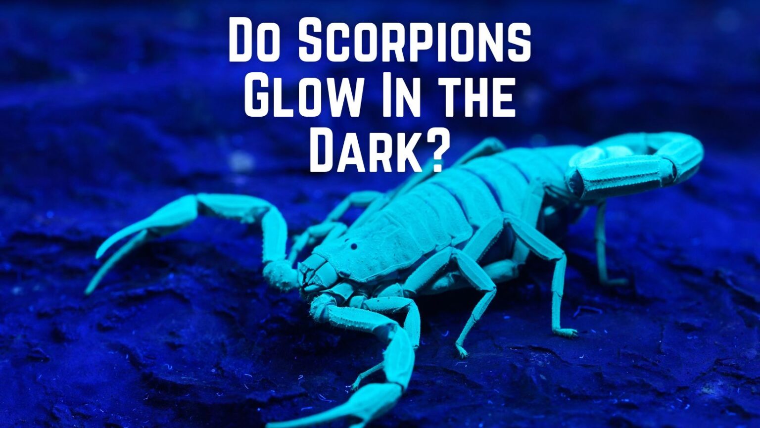 10+Interesting Facts About Scorpion Bodies - The Scorpion Hobby