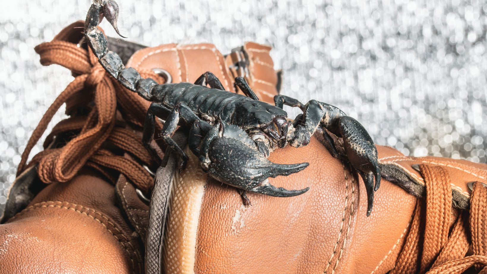 How to Lure a Scorpion? 5 Easy Ways - The Scorpion Hobby