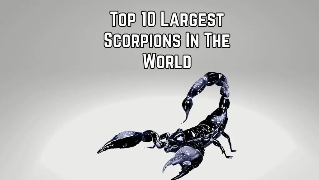 10+Interesting Facts About Scorpion Bodies - The Scorpion Hobby