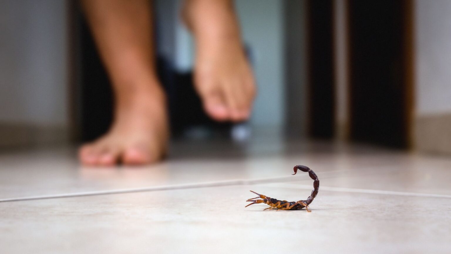 Scorpion Sting: Identification, Symptoms, Causes & Treatment - The ...