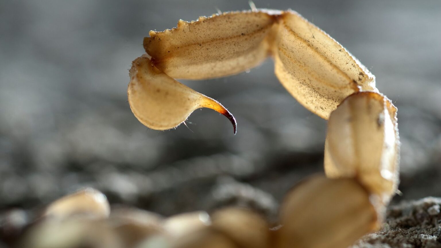 Scorpion Sting: Identification, Symptoms, Causes & Treatment - The ...