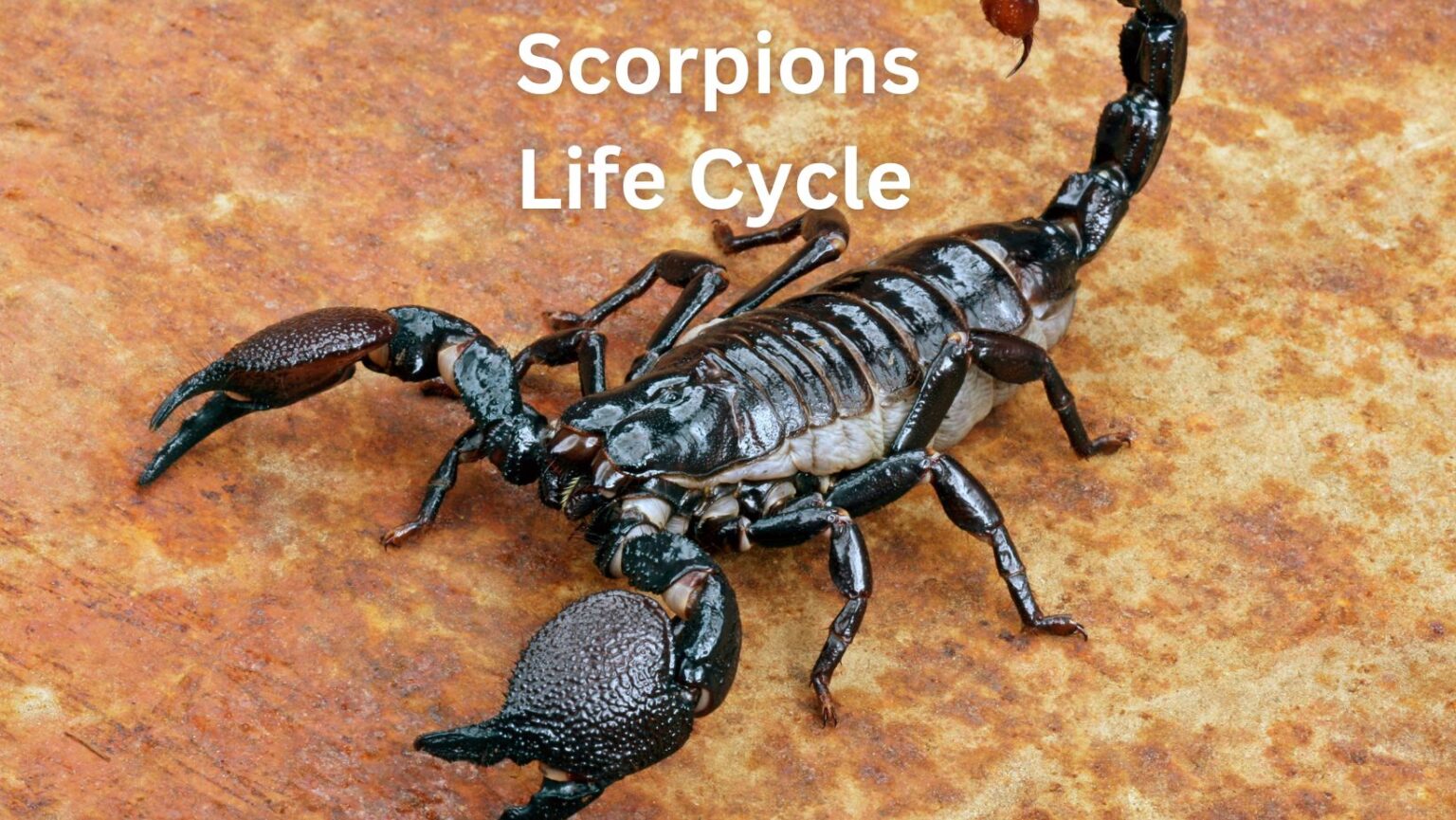 10+Interesting Facts About Scorpion Bodies - The Scorpion Hobby