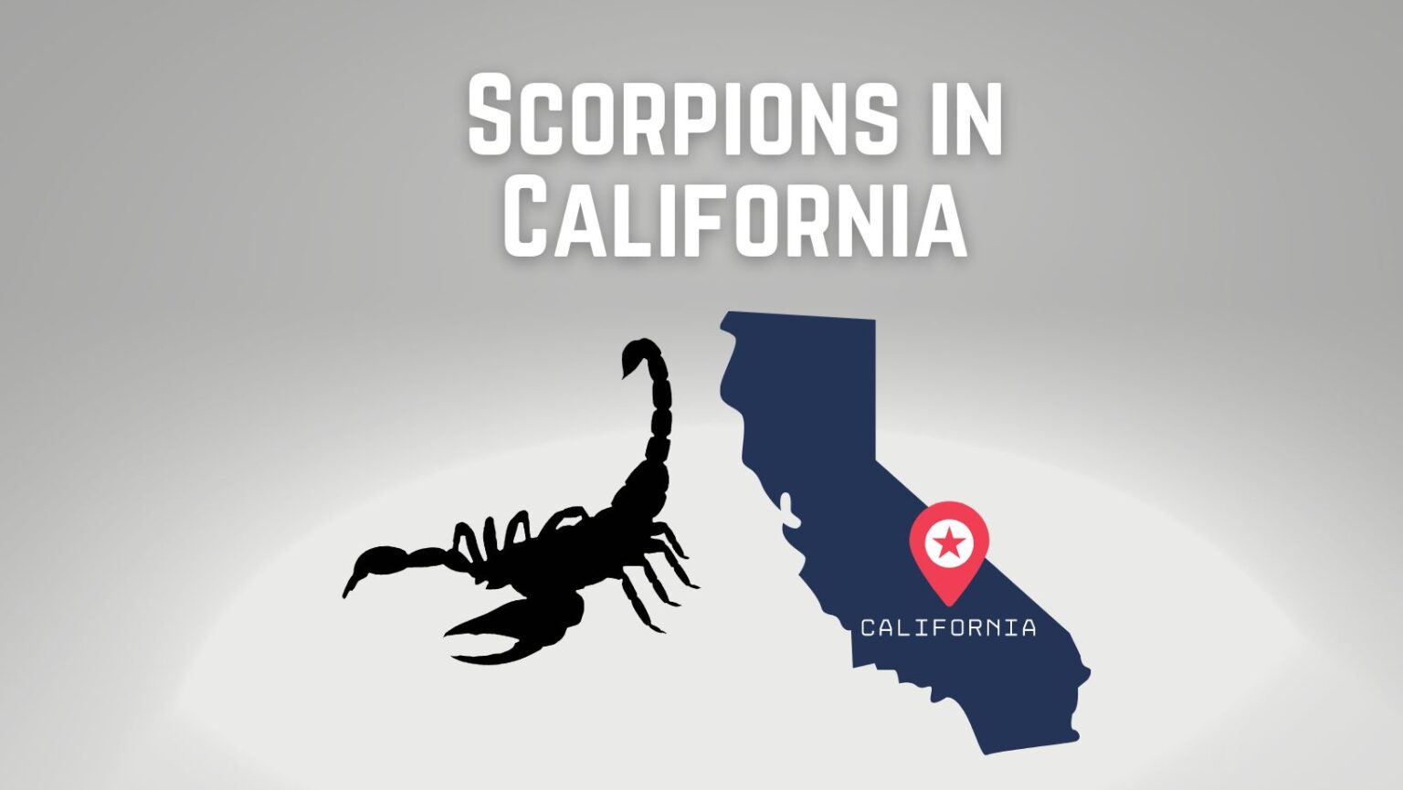 10+Interesting Facts About Scorpion Bodies - The Scorpion Hobby