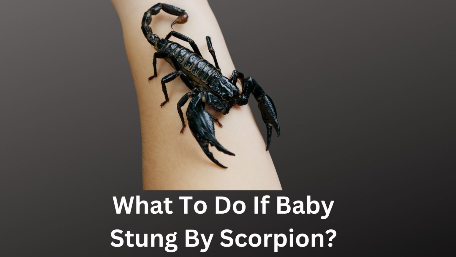 How to Care for Scorpions for Beginners? 11 Safe Species - The Scorpion ...