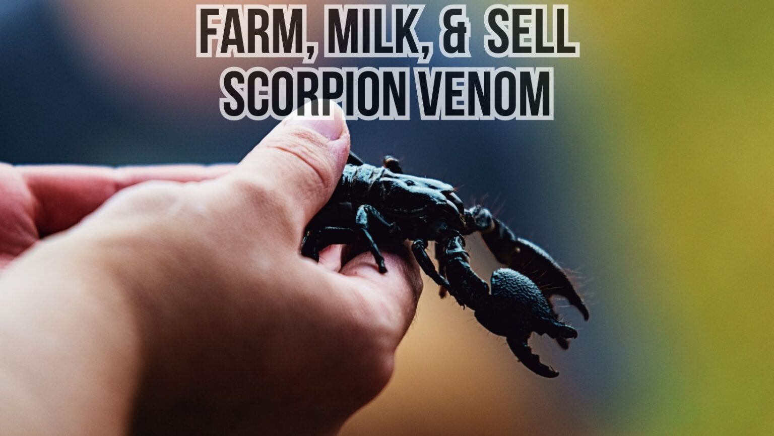 How To Start A Scorpion Farm? Milk and Sell Extracted Venom Legally ...